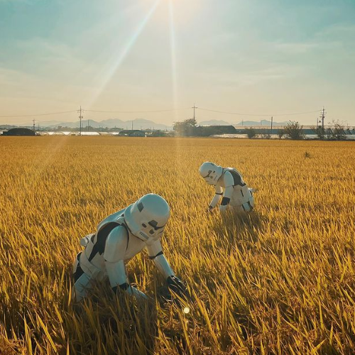 MZ세대 취향 저격 콜라보를 찾는다면, 막걸리 업계를 주목하세요! [스톰탁주, 오베이, 서울장수] | 고구마팜